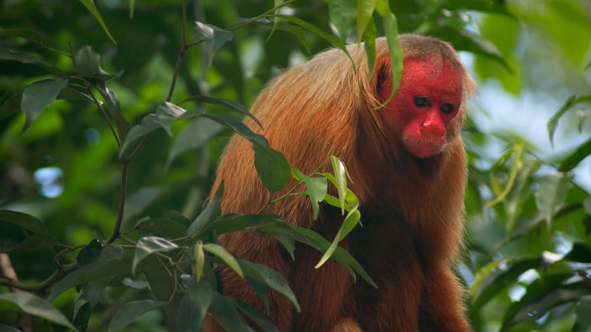 Say “hi” to the bald uakari! This bright-faced monkey inhabits the ...