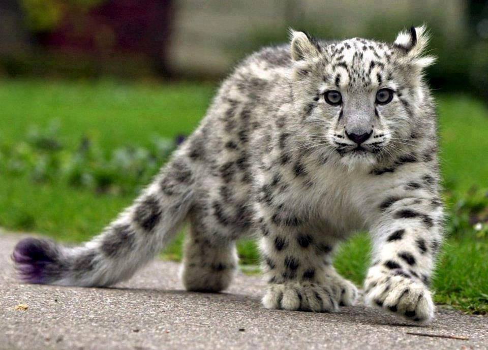 Snow Leopard cub.