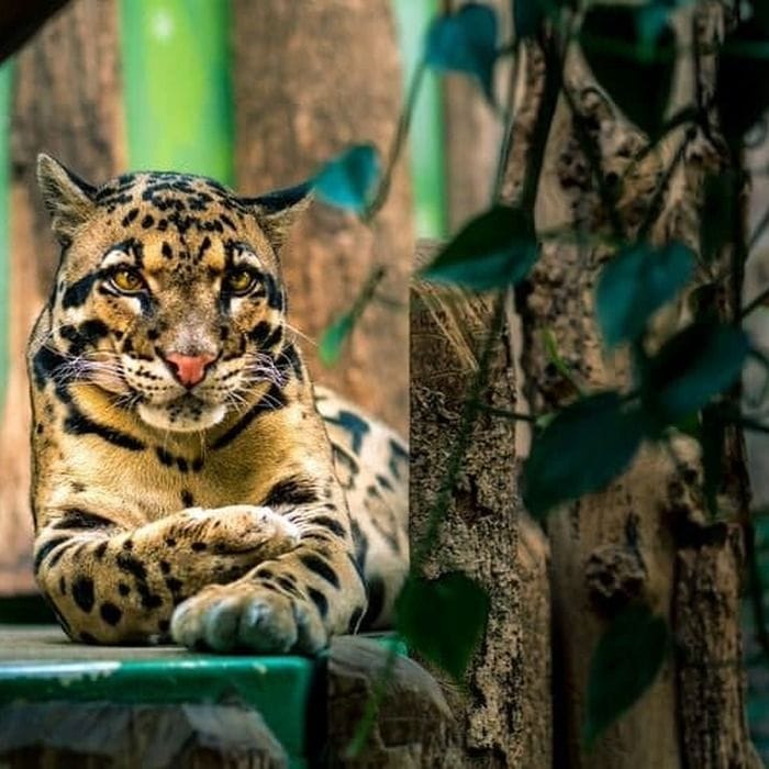Top 10 Most Beautiful Female Animals in the World