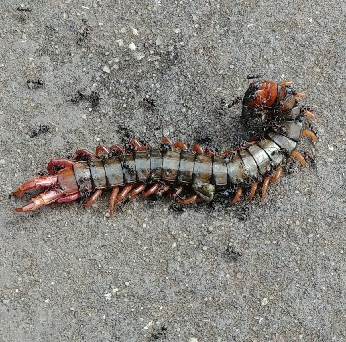 Only in Australia: wounded centipede eaten alive by ants