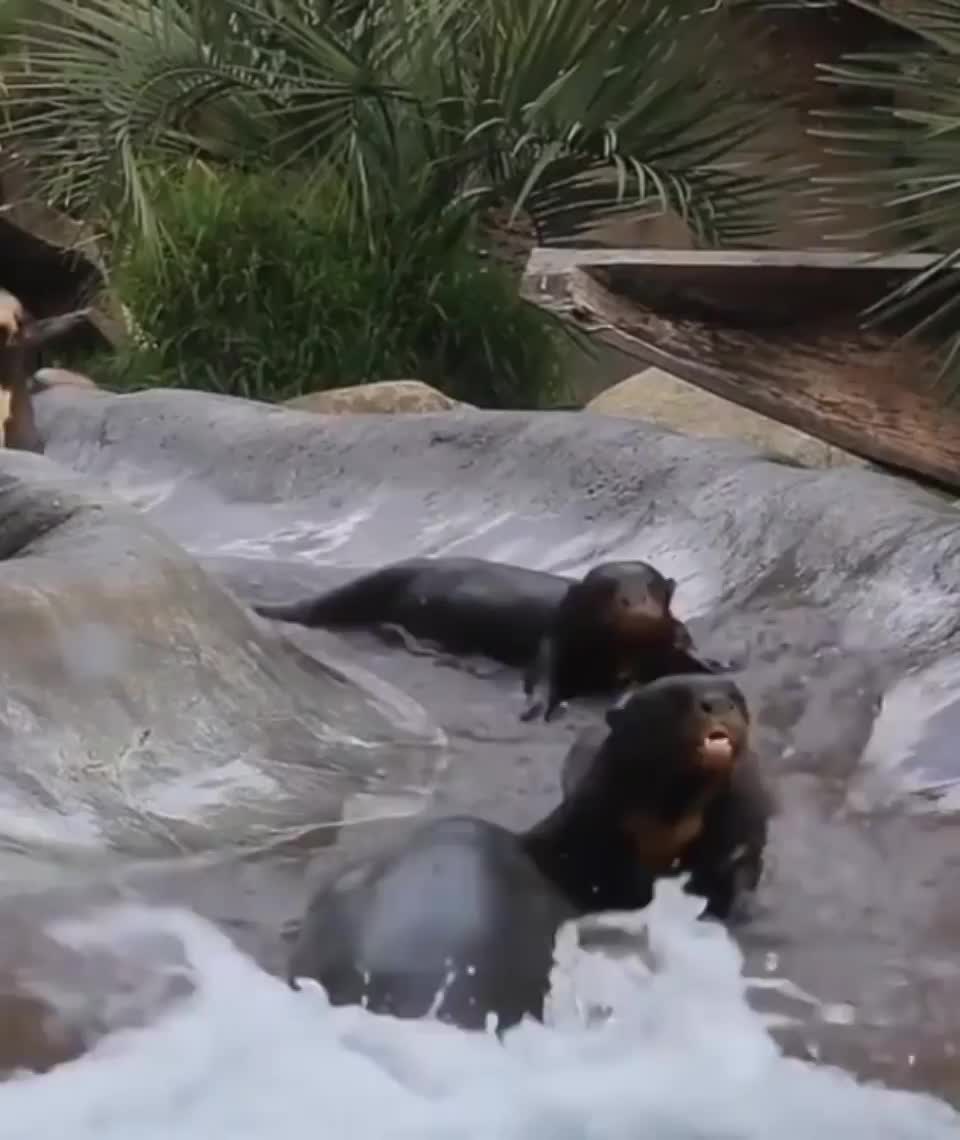 Otters on a slide.