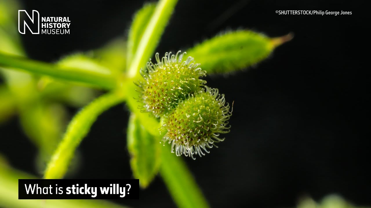 What are stickyweed, sticky willy and goose grass? | Natural History Museum