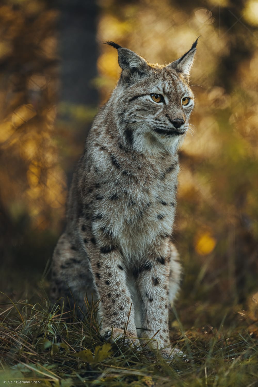 Lynx in Autumn color