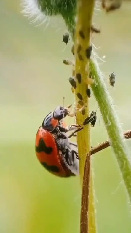 The good guys . Don't use chemicals when you have aphids on plants as ...