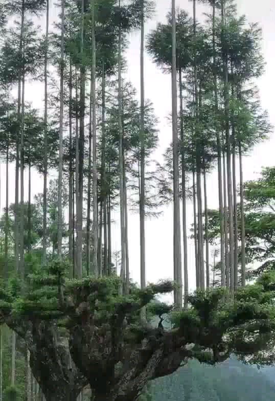 Daisugi japanese trees.