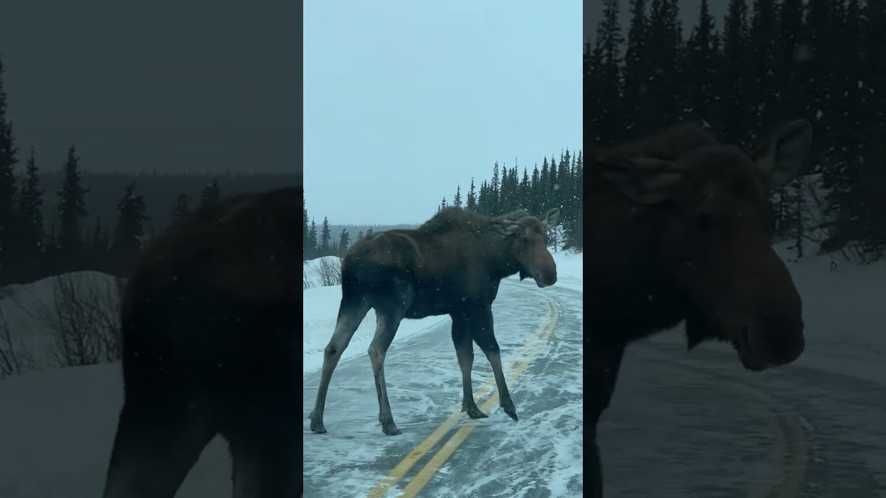 Moose on the Loose || ViralHog