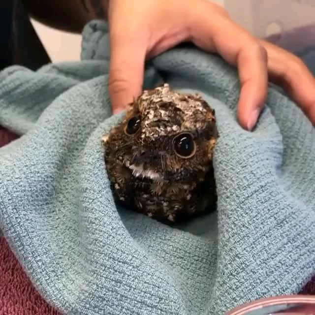 Common poorwills are the first known hibernating bird, aided by their ...