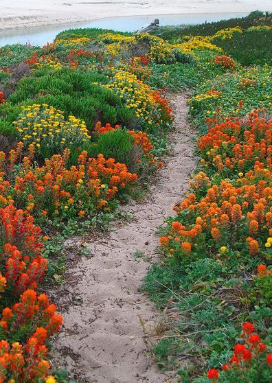 path through wildflowers | Wild flowers, Wildflower garden, Garden paths