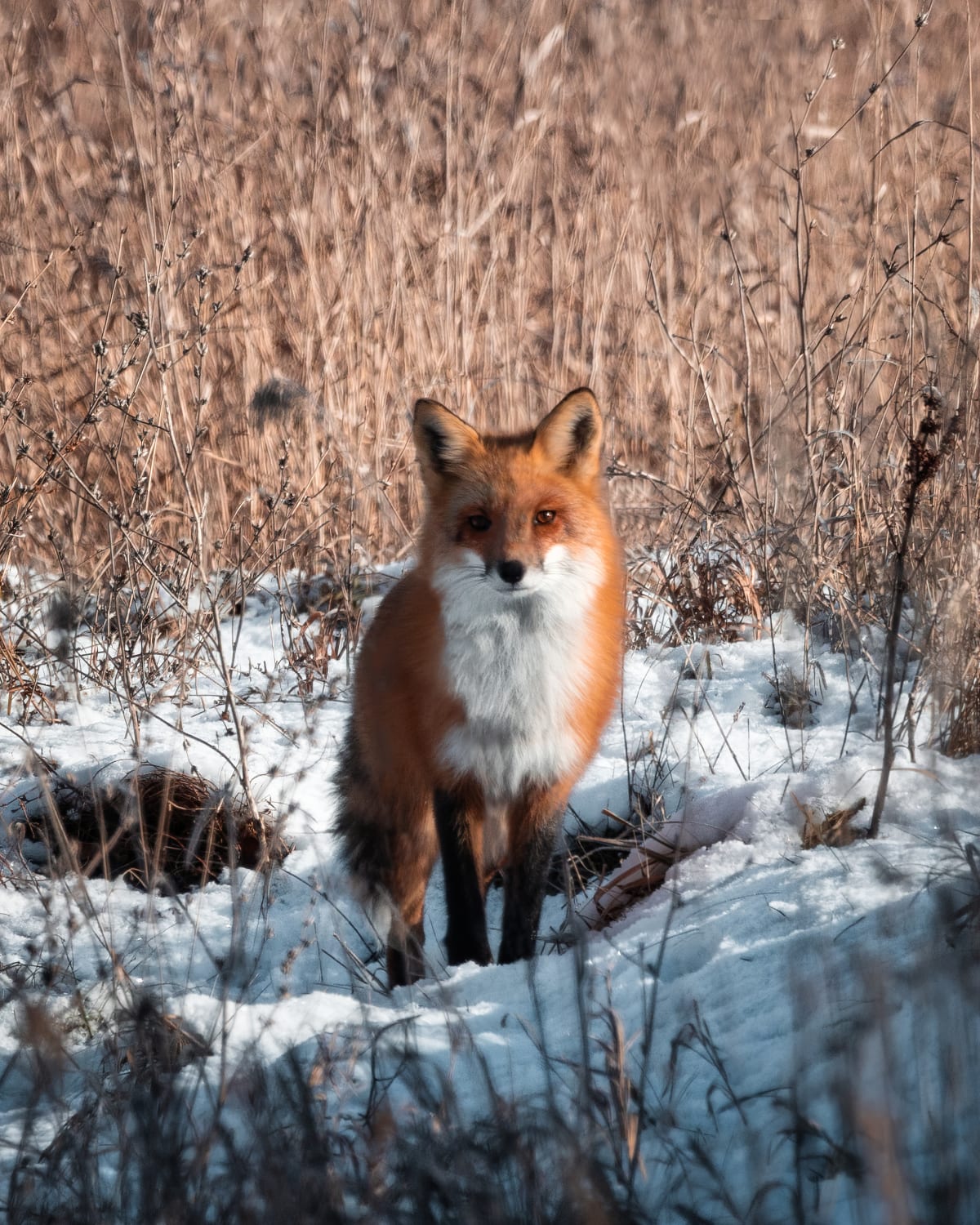 Red Fox Standing in the Snow