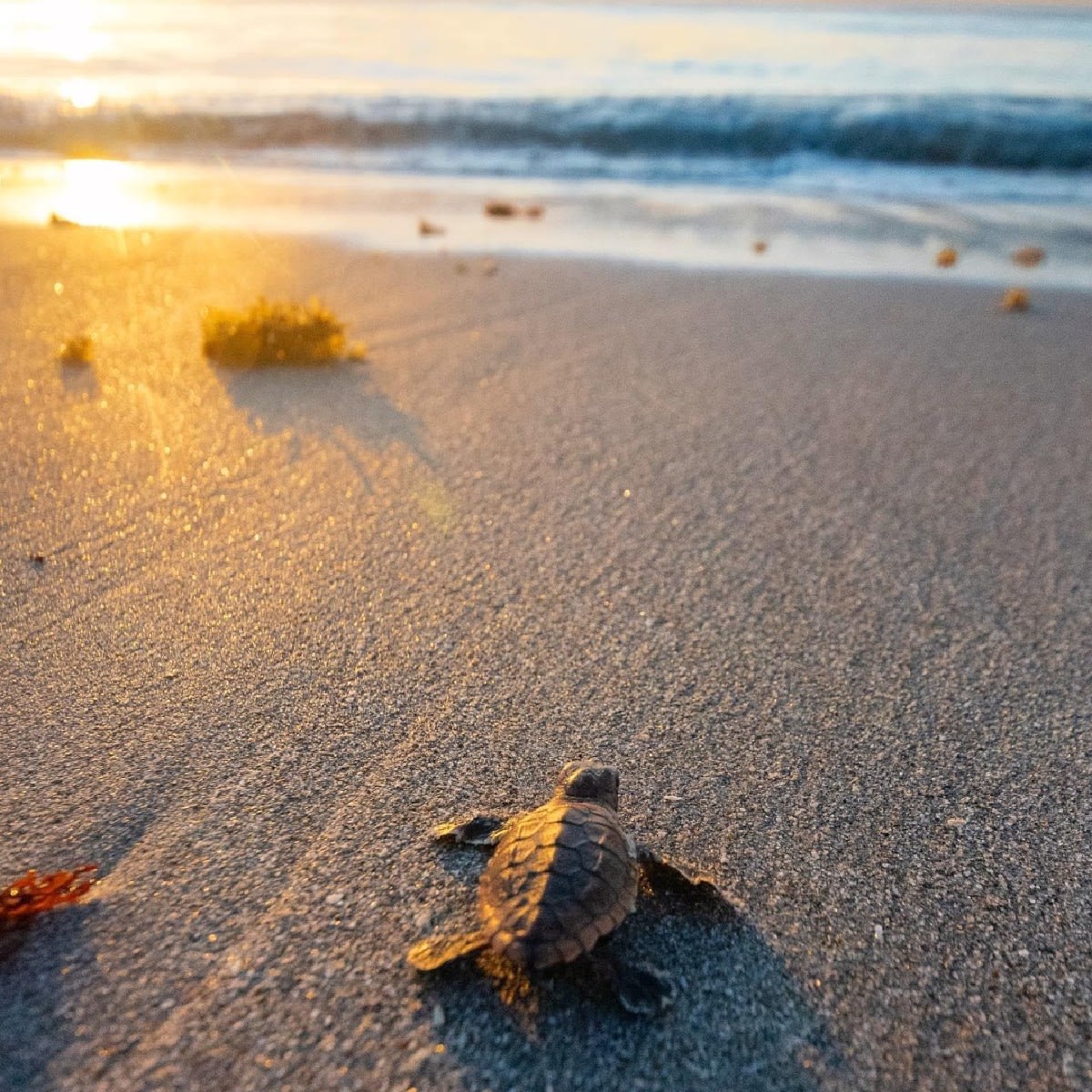 It's a big world out there...⁣ Completely independent from birth, baby ...