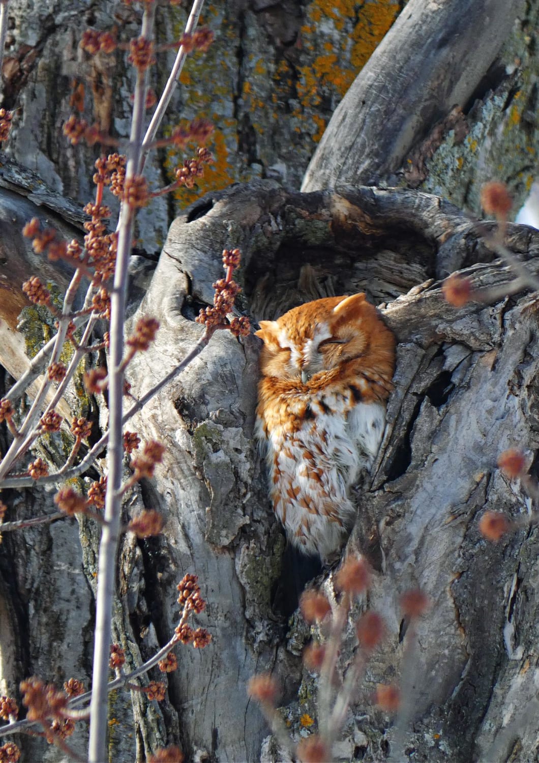 Red Morph Eastern Screech Owl enjoying the sunshine in Minnesota, USA.