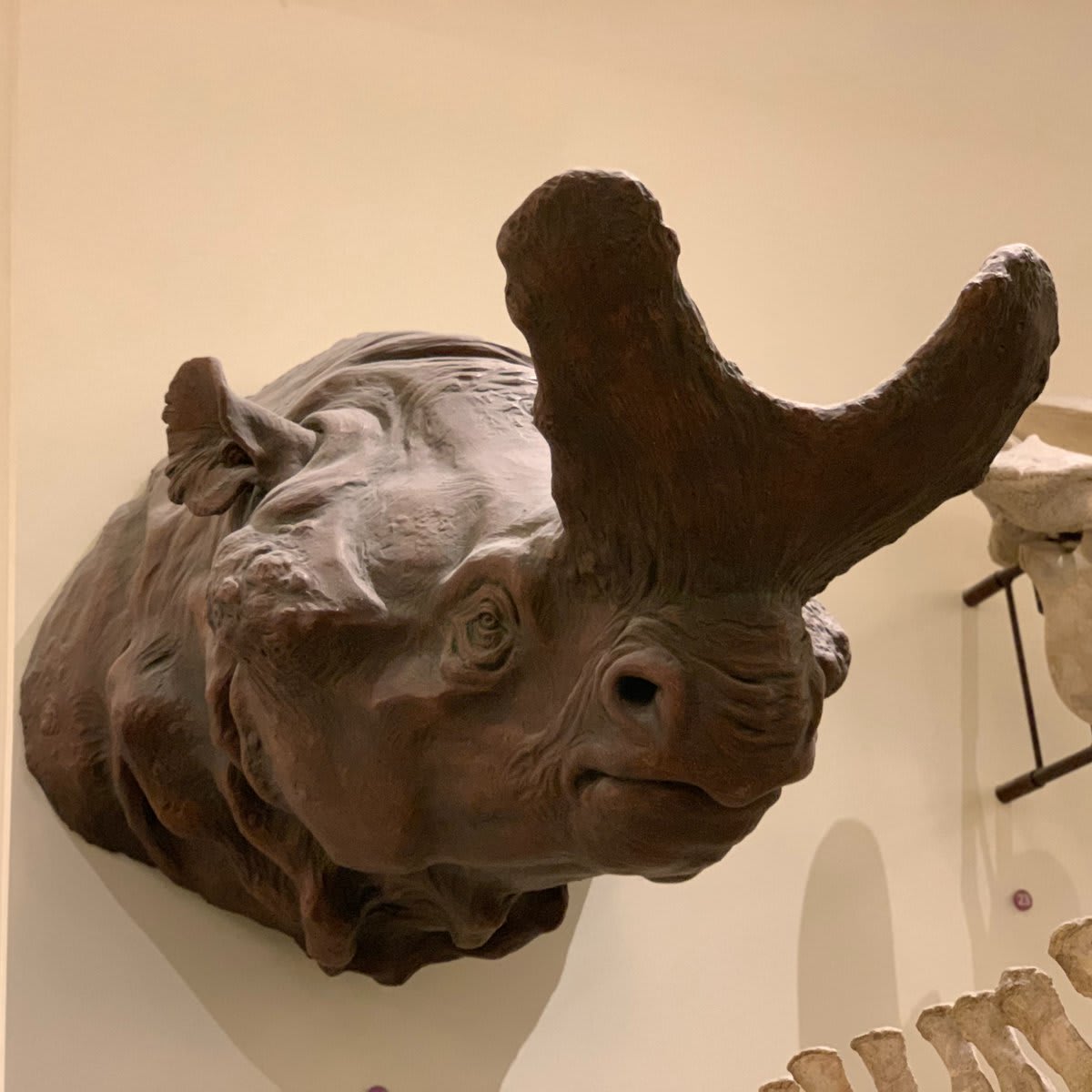 Brontotheres, or “thunder beasts,” were large mammals that roamed in ...