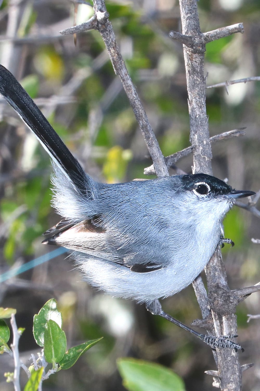 17 Beautiful GREY BIRDS | Black-tailed Gnatcatcher
