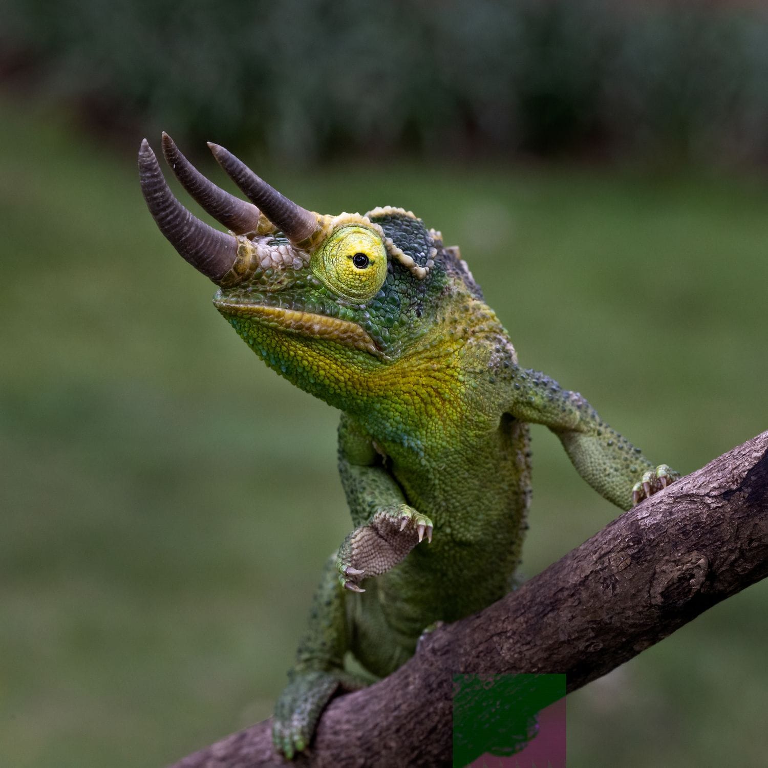Three horn chameleon