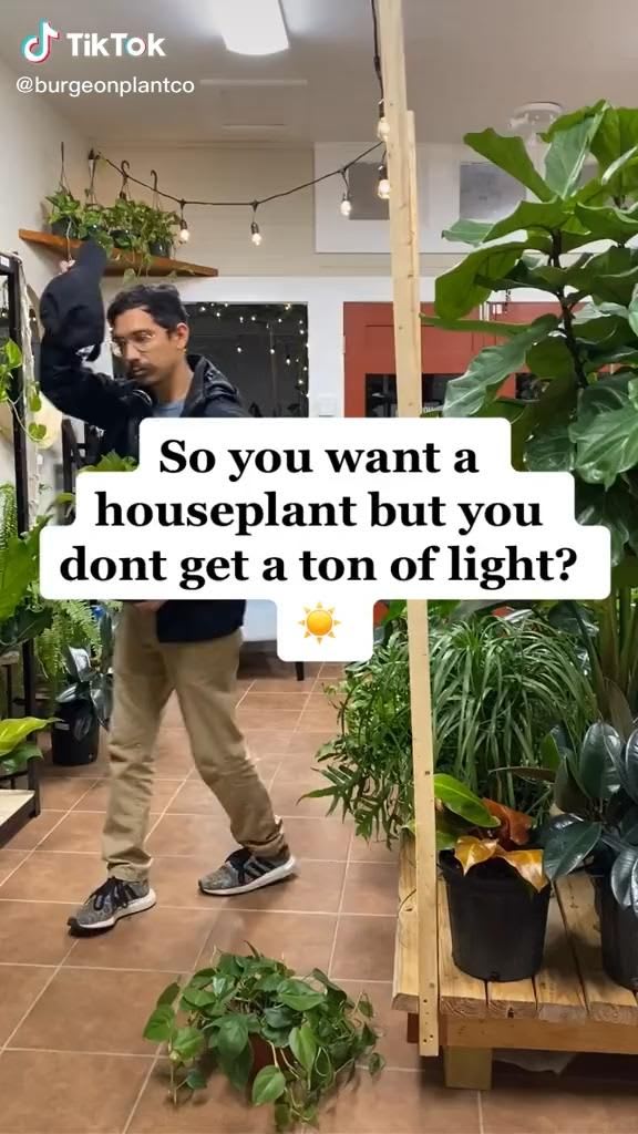@1eylmami | Linktree [Video] | Growing plants indoors, Plants, House plants