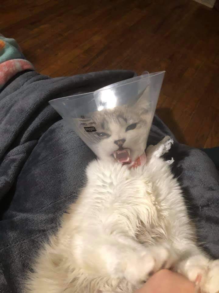 Disapproving cone yell