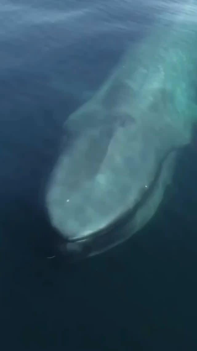 Spetacular blue whale, the real big ONE!!