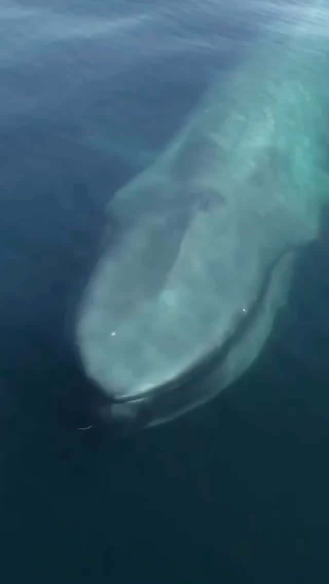 Spetacular blue whale, the real big ONE!!