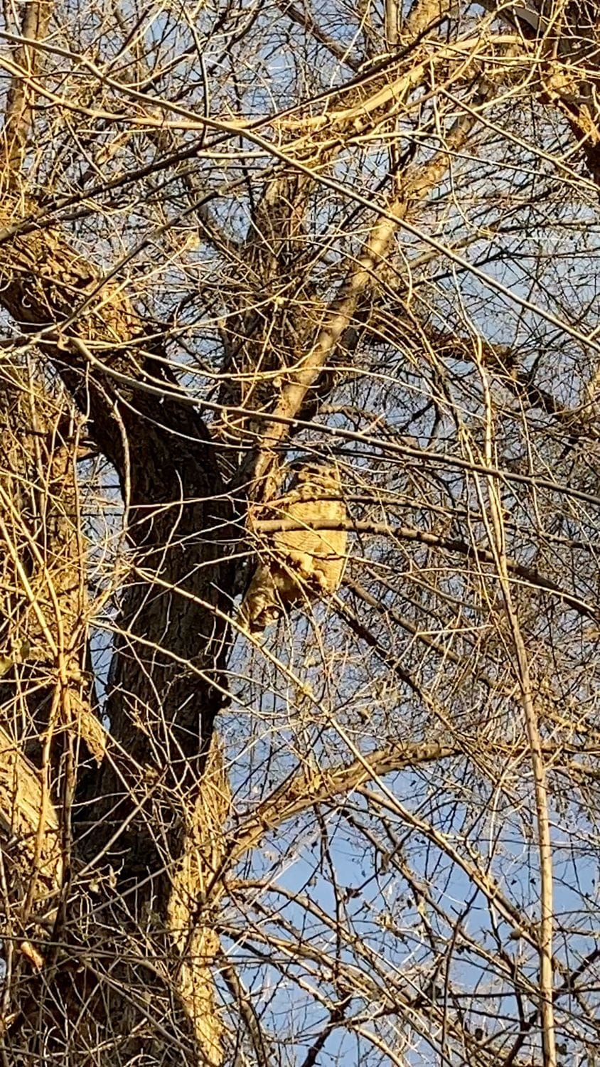 Great horned owl chilling in my tree. He hung around for the rest of ...