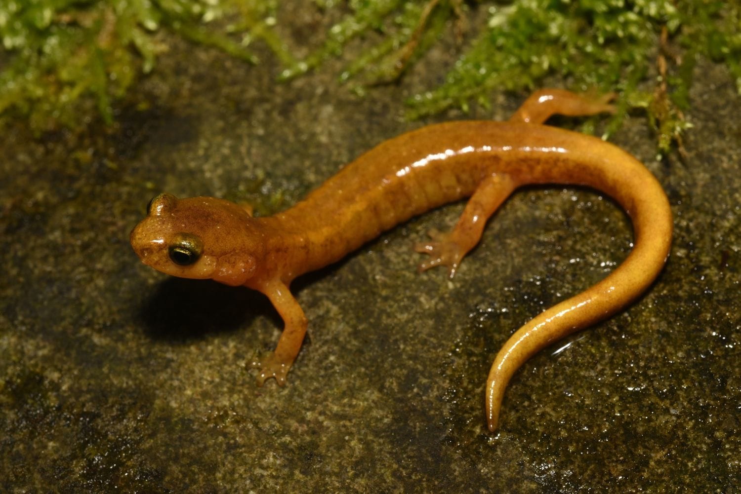 Van Dyke's Salamander (Plethodon vandykei), family Plethodontidae ...