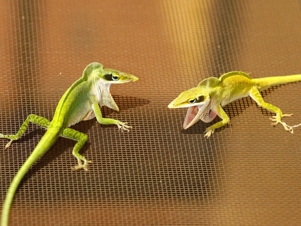 Male green anoles (Anolis carolinensis) establish dominance through ...