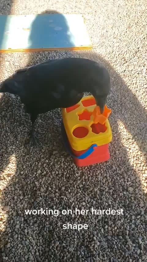 Study shows that a crow's mind works like a 7 year old kid