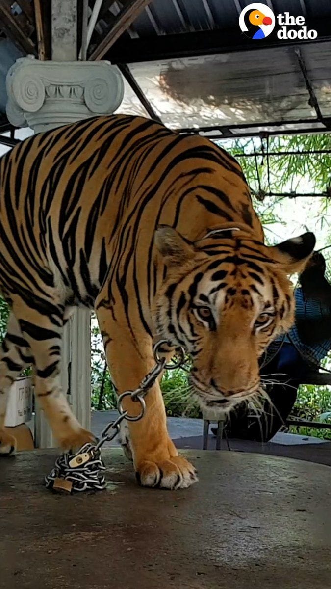 Tiger forced to do tricks her whole life is thrilled to scratch on a ...