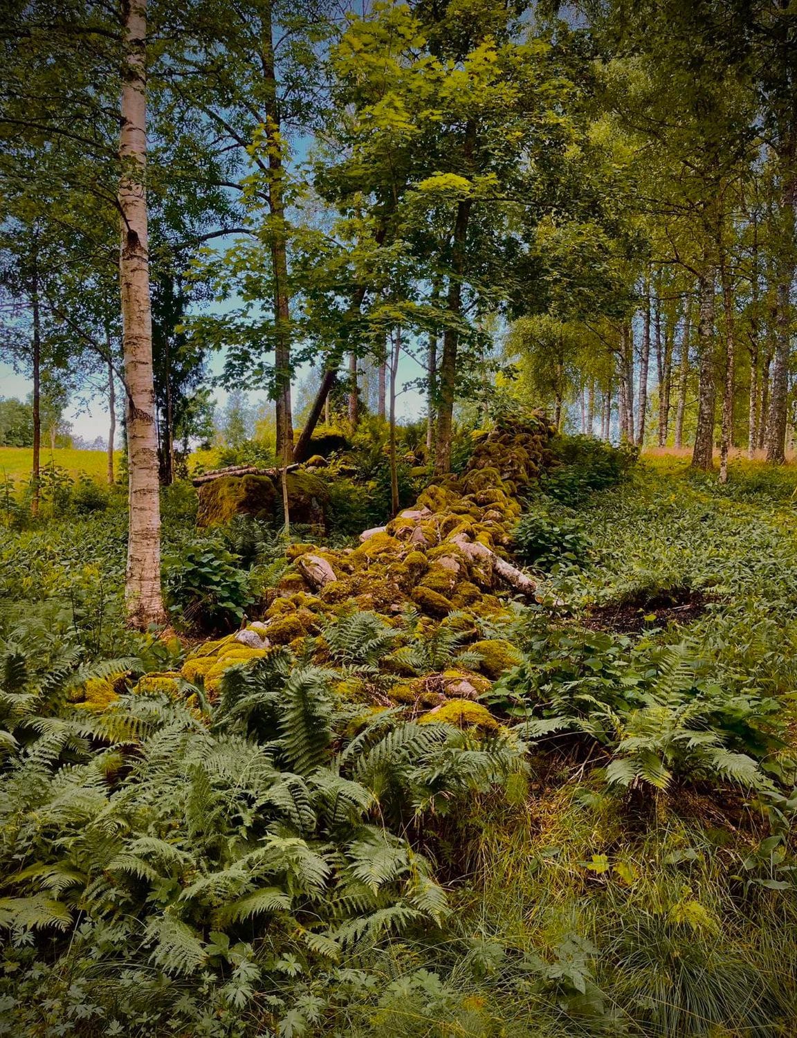 A magical forest in Sweden.