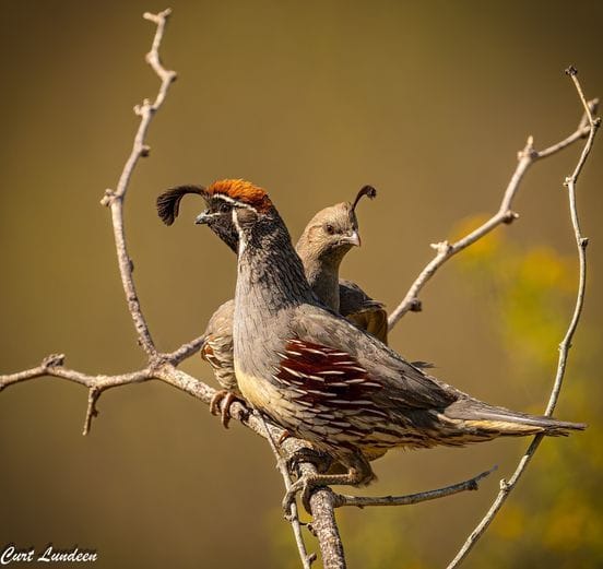 Gambel’s Quail (Callipepla gambelii), male and female, family ...