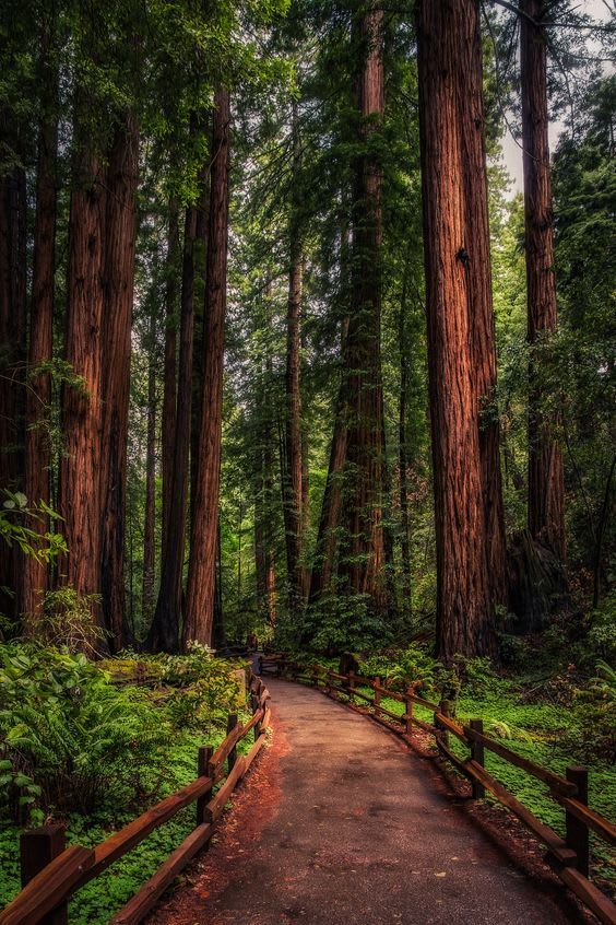 Redwood Path by Justin Brown