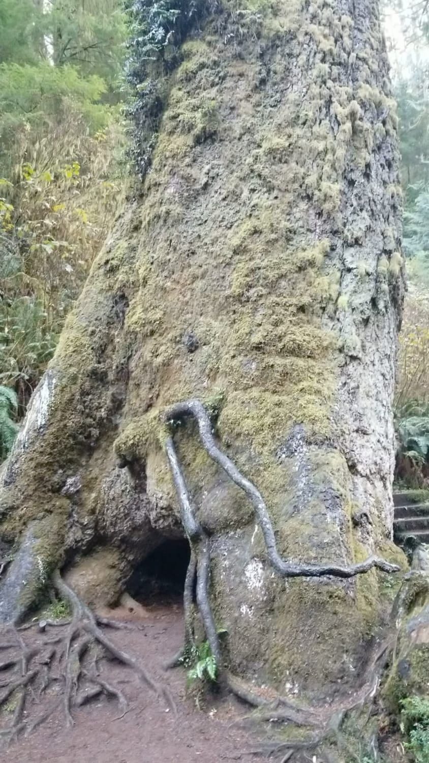 A giant spruce tree that has been growing for nearly 600 years on the ...