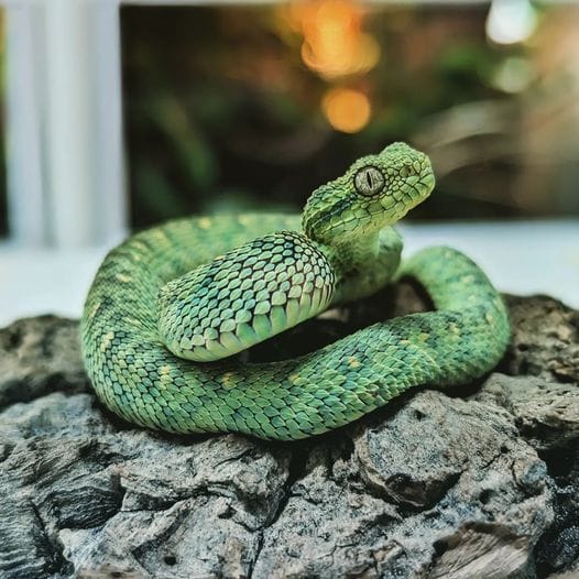 West African Green Bush Viper (Atheris chlorechis), family Viperidae ...