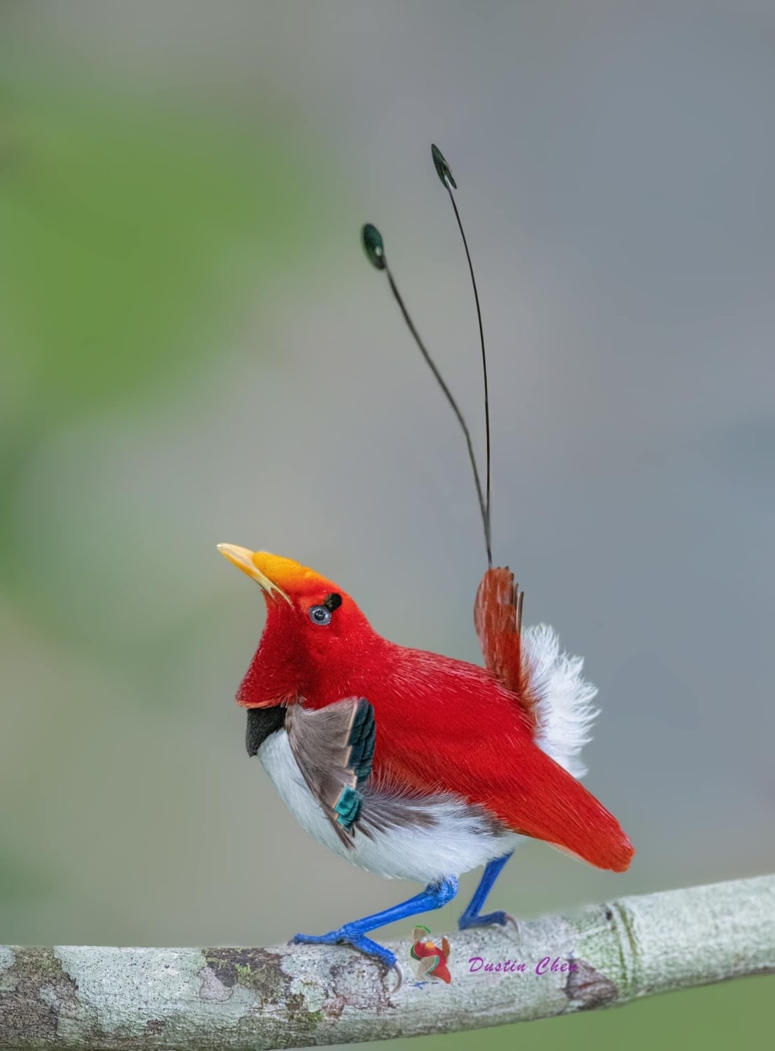 King Bird-of-Paradise (Cicinnurus regius), male, family Paradisaeidae ...