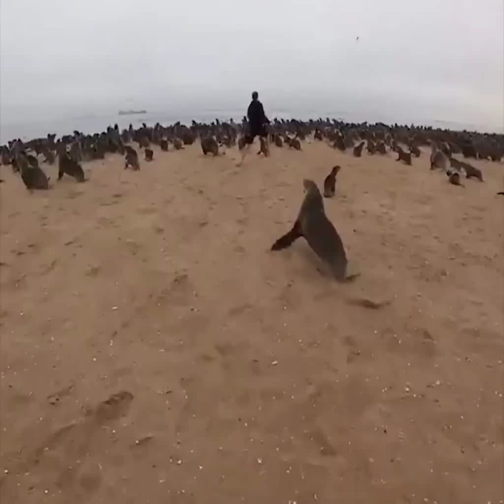 Good samaritans helping seals trapped in plastic garbage