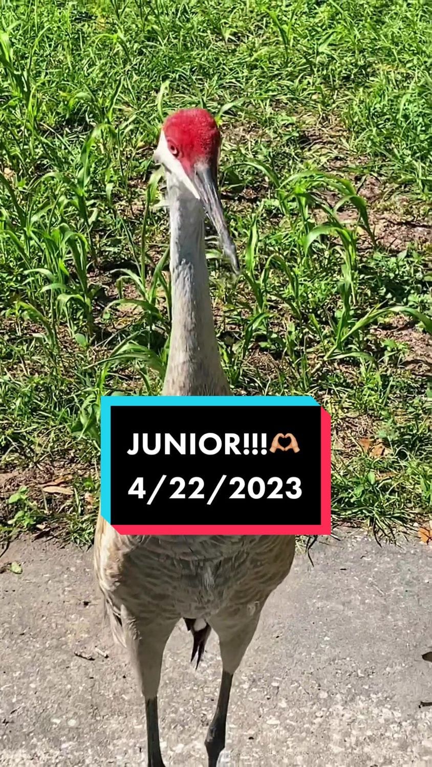 Look who stopped by today!! He only stayed for about 20 minutes but my ...