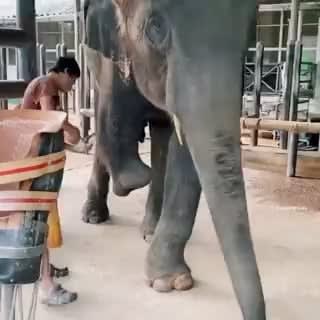 Giving an elephant a prosthetic leg.