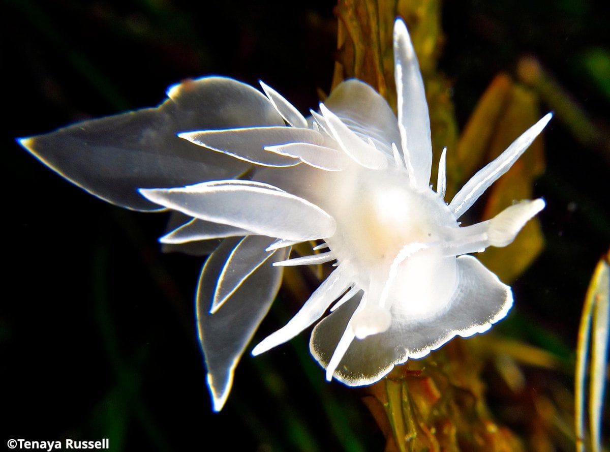 Just an underwater angel 👼 This stunning creature is a nudibranch ...