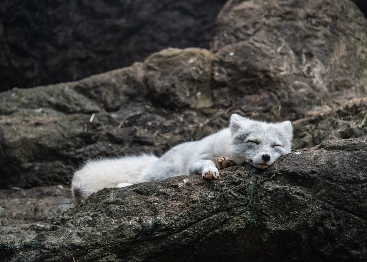 Photo from Secrets of the Zoo, airing today at 12pm ET.// Rizzo the ...