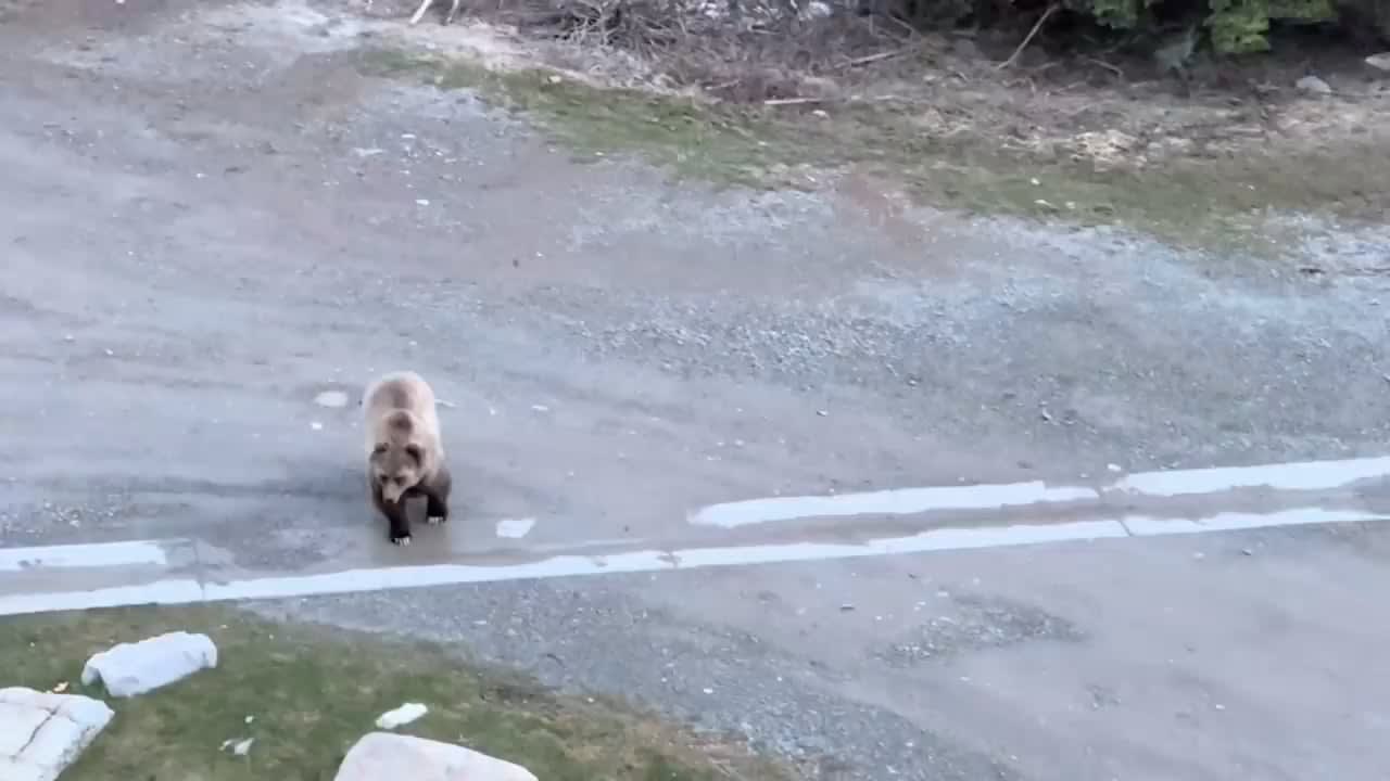 Moose chases off grizzly bear saving their calf from a grizzly attack.