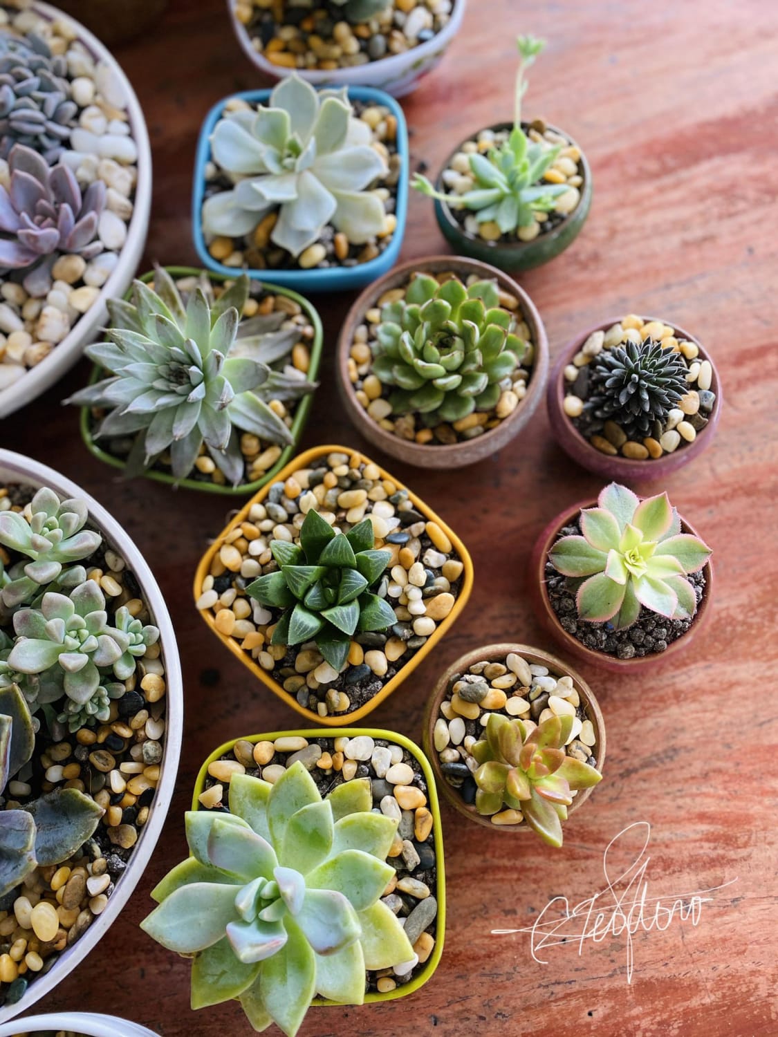 Succulents prove that beauty comes in many forms and colors.