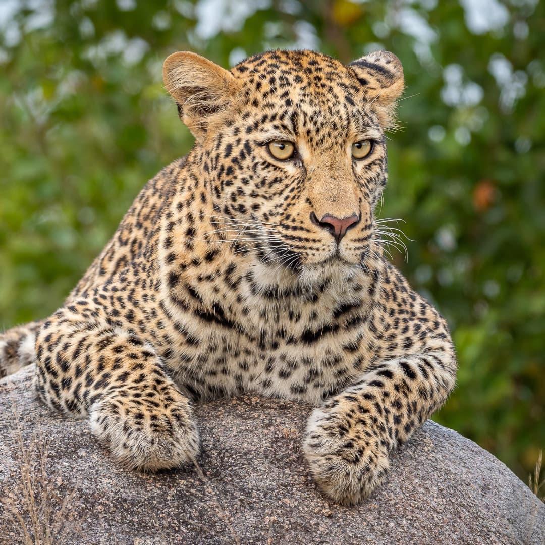 Spotted in the wild (see what we did there 😉) ⁣ The leopard (Panthera ...