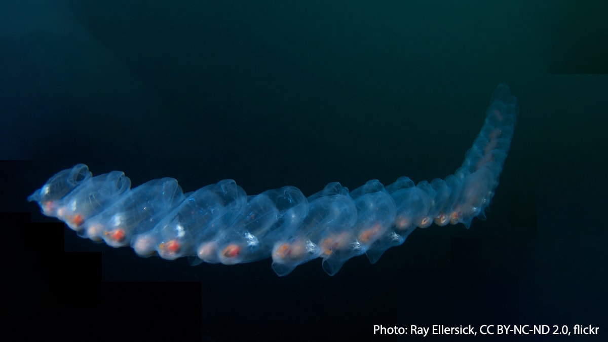 What are sea salps? They're tunicates & members of the phylum Chordata ...