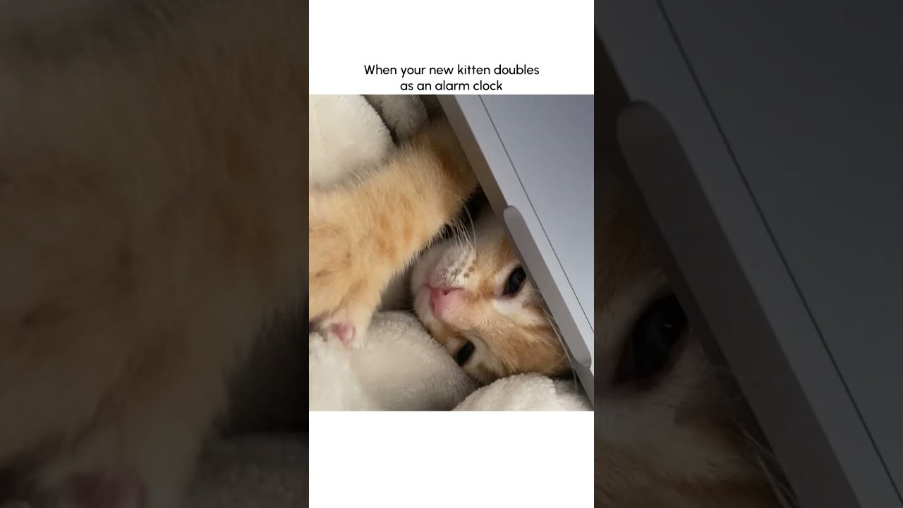 Adorable Cat Interrupts Pet Parent's Work From Home!