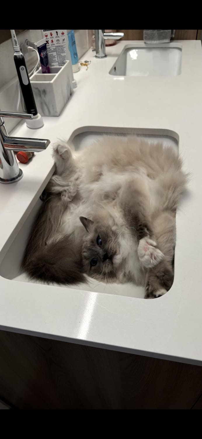 How does the saying go? If I fits I sits…