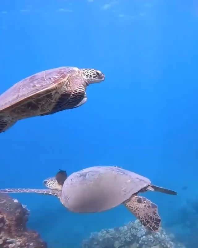 The most Zen Sea Turtle ever.