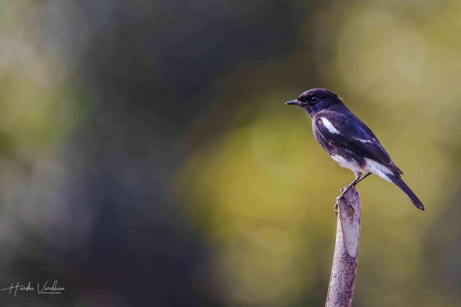 Oriental Magpie Robin - Copsychus saularis