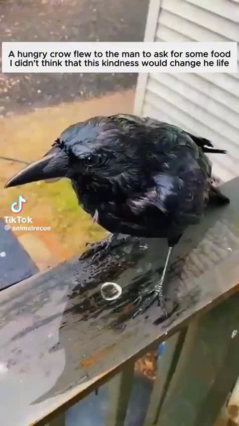 Guy saves hungry crow, who shows his appreciation by bringing the man ...