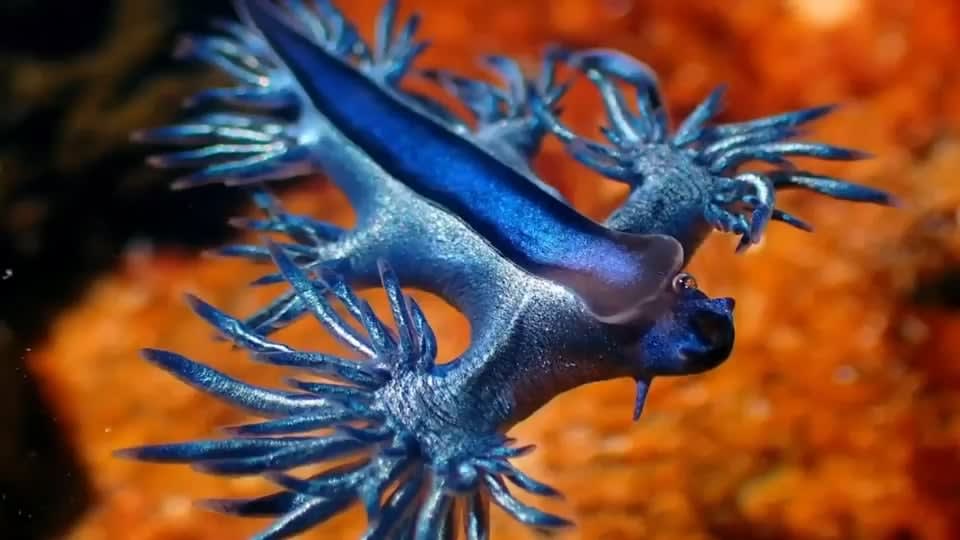 The Blue Sea Dragon, a species of small, blue sea slug. It is able to ...