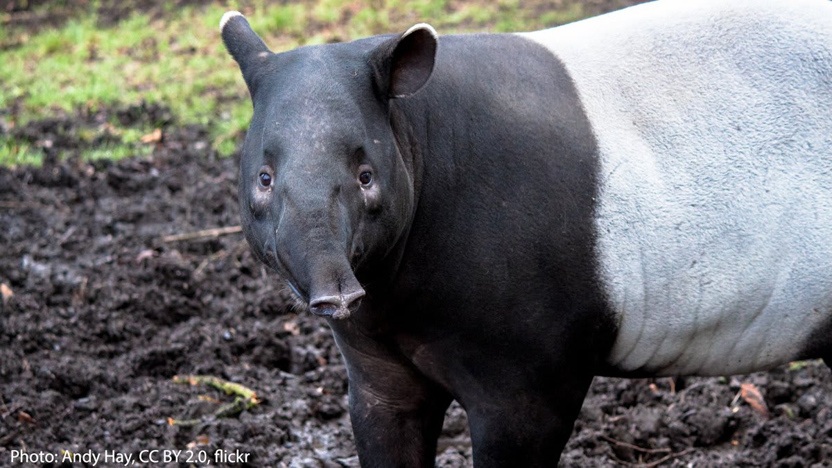 #DYK? The Malayan tapir is the largest species of tapir. Full-grown ...