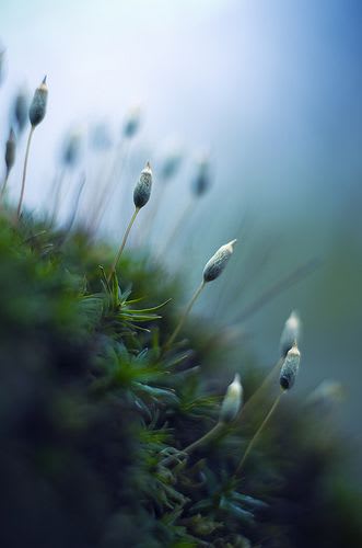 moss plant